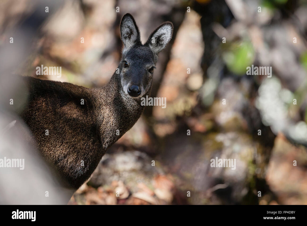Indian Musk Deer