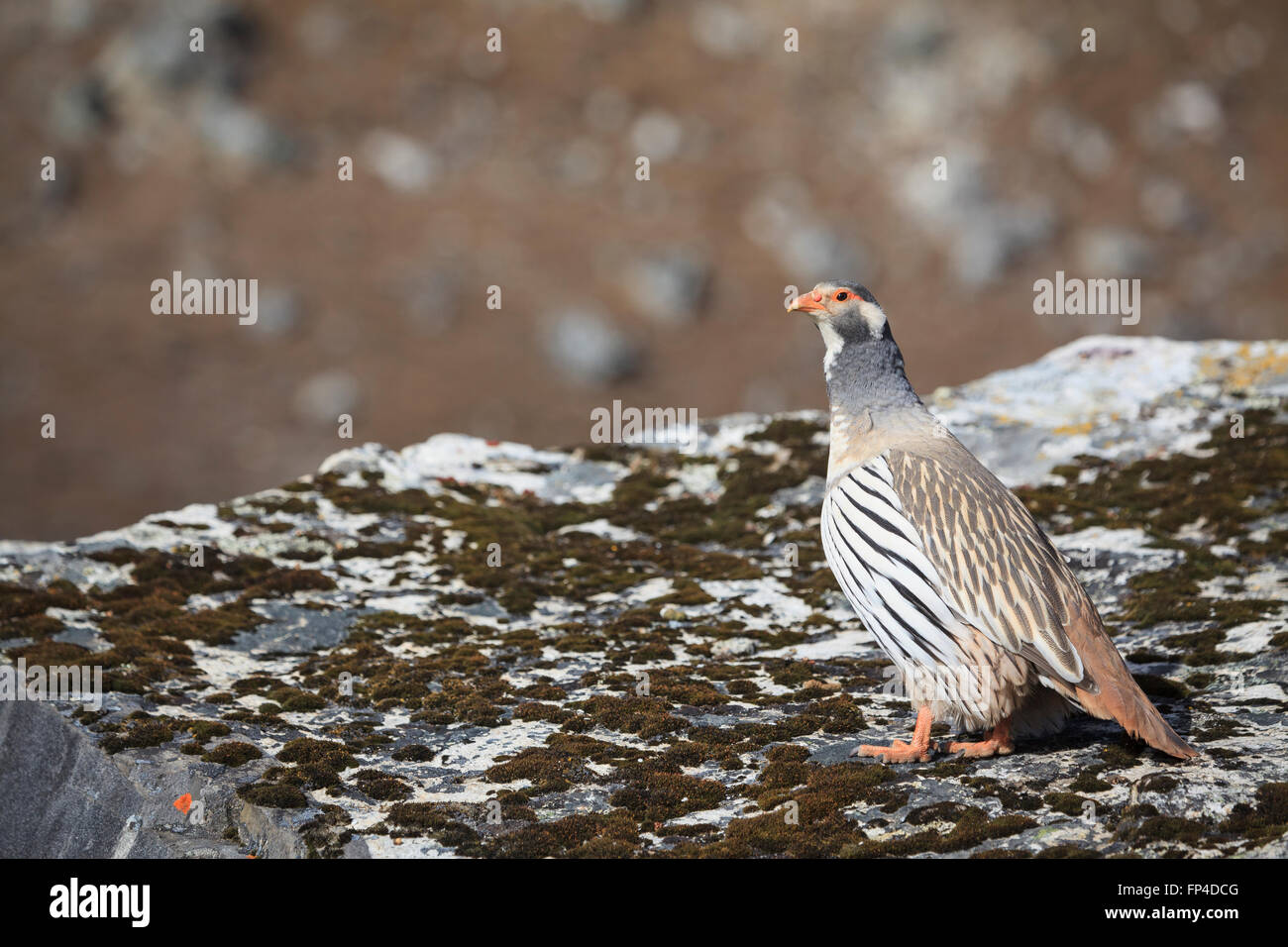 Tibetan Snowcock (Tetraogallus tibetanus). Sagarmatha National Park ...