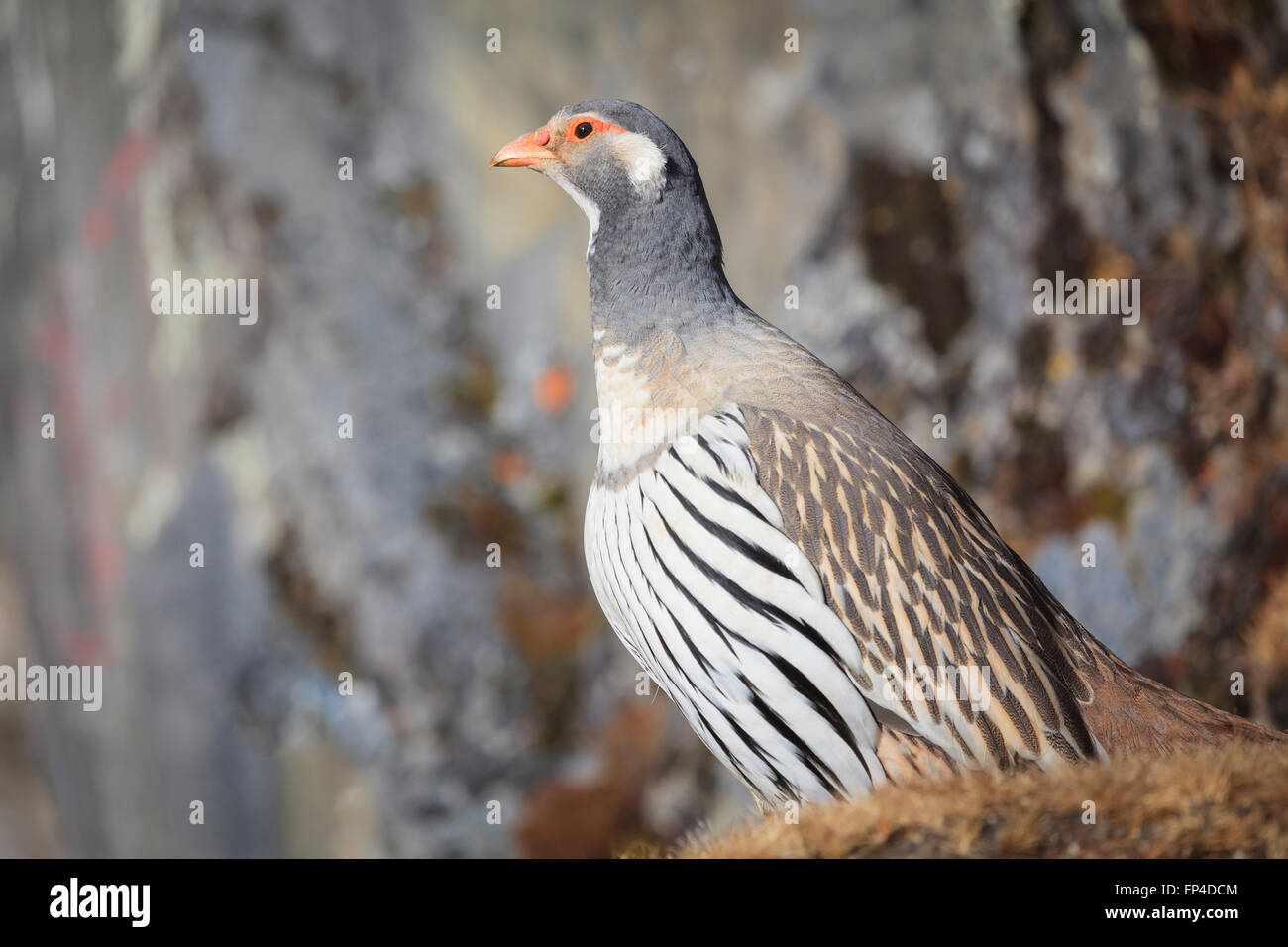 Himalayan snowcock hi-res stock photography and images - Alamy