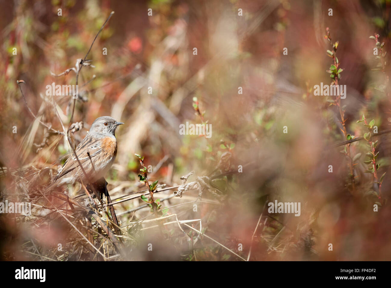Robin Accentor (Prunella rubeculoides). Sagarmatha National Park ...