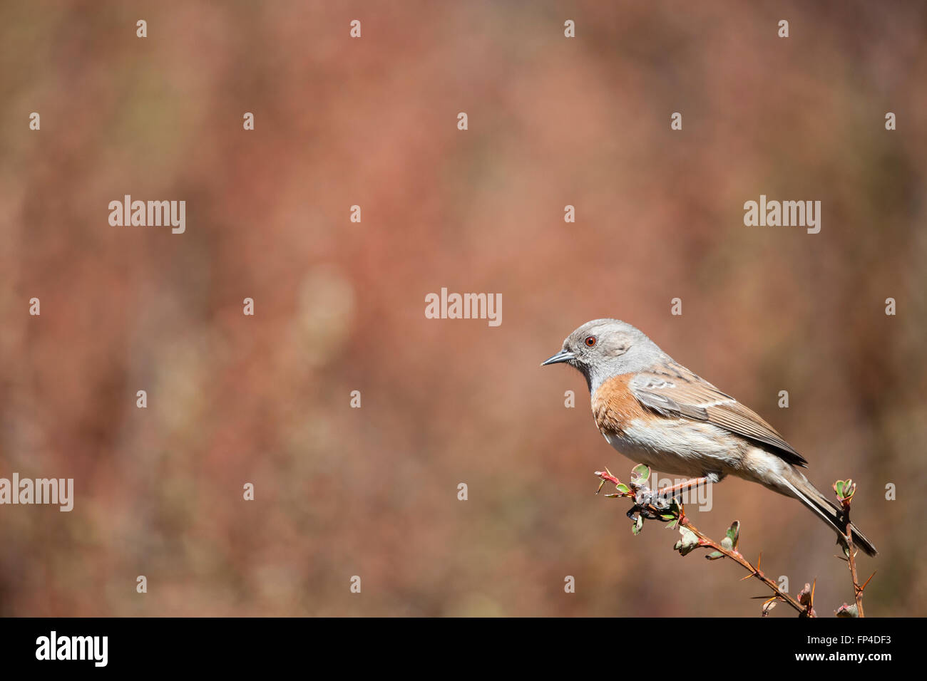 Robin Accentor (Prunella rubeculoides). Sagarmatha National Park ...