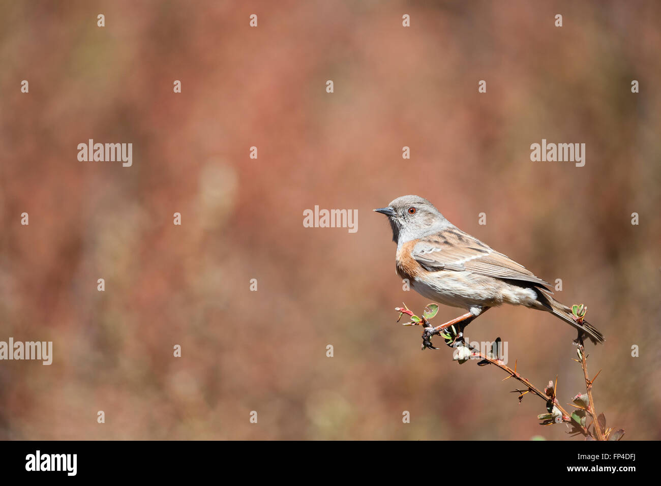 Robin Accentor (Prunella rubeculoides). Sagarmatha National Park ...