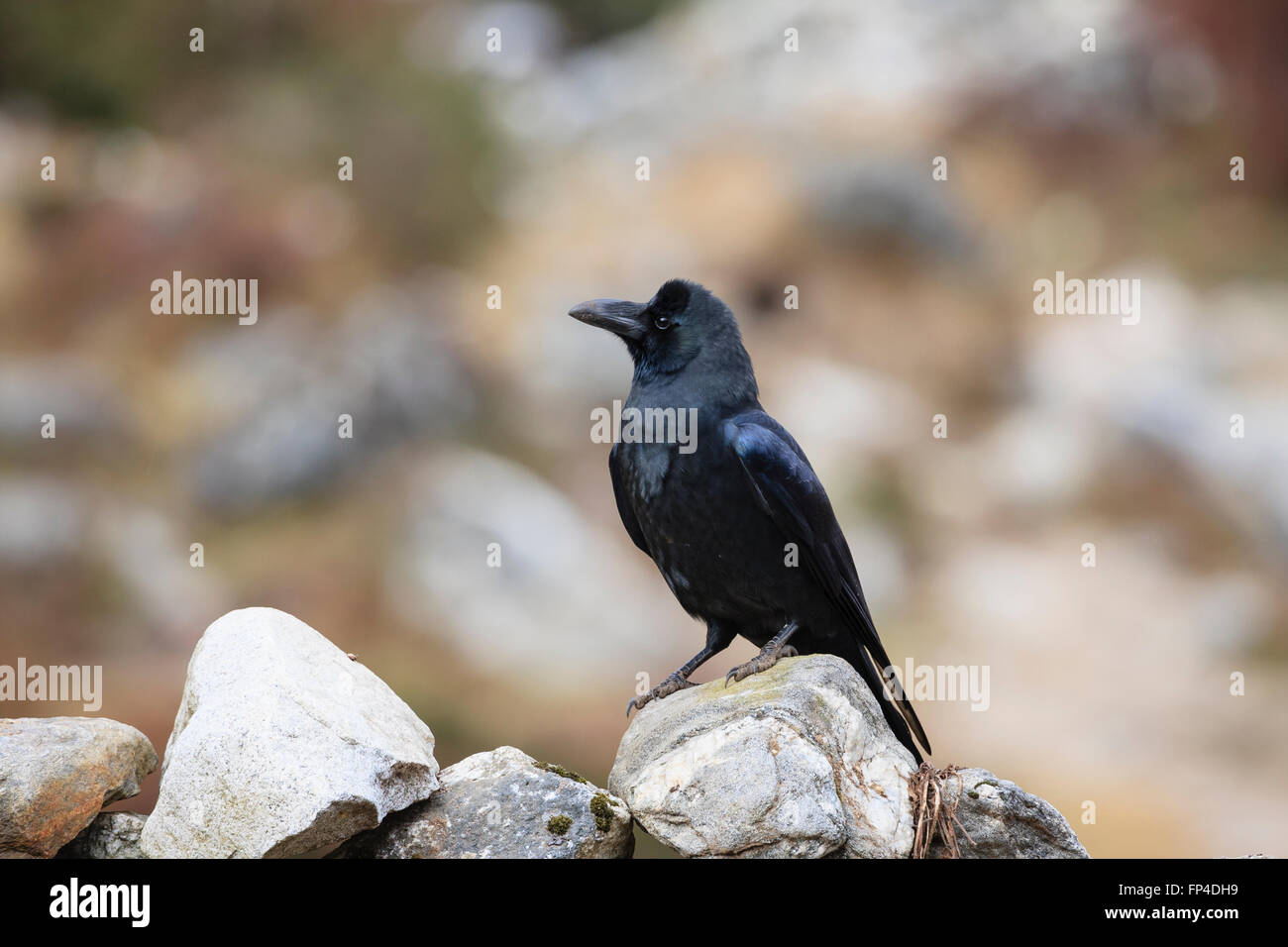 Himalayan crow hi-res stock photography and images - Alamy