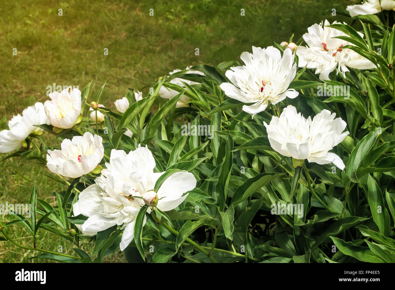 The beautiful large white peony blossoming in a garden among the green ...