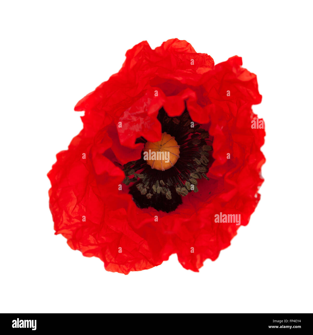 red poppy flower isolated on white background Stock Photo - Alamy