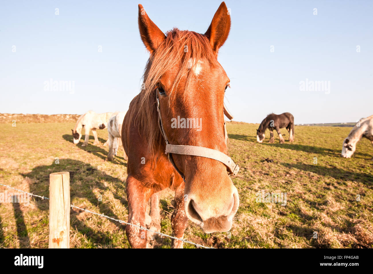 Grazing teeth hi-res stock photography and images - Alamy