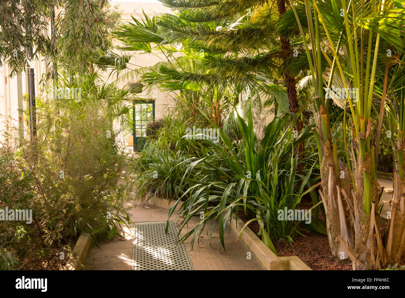 Sheffield botanical gardens, interior of edwardian conservatory with ...