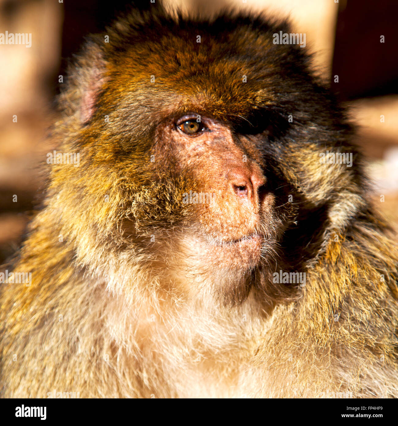 old monkey in africa morocco and natural background fauna close up ...