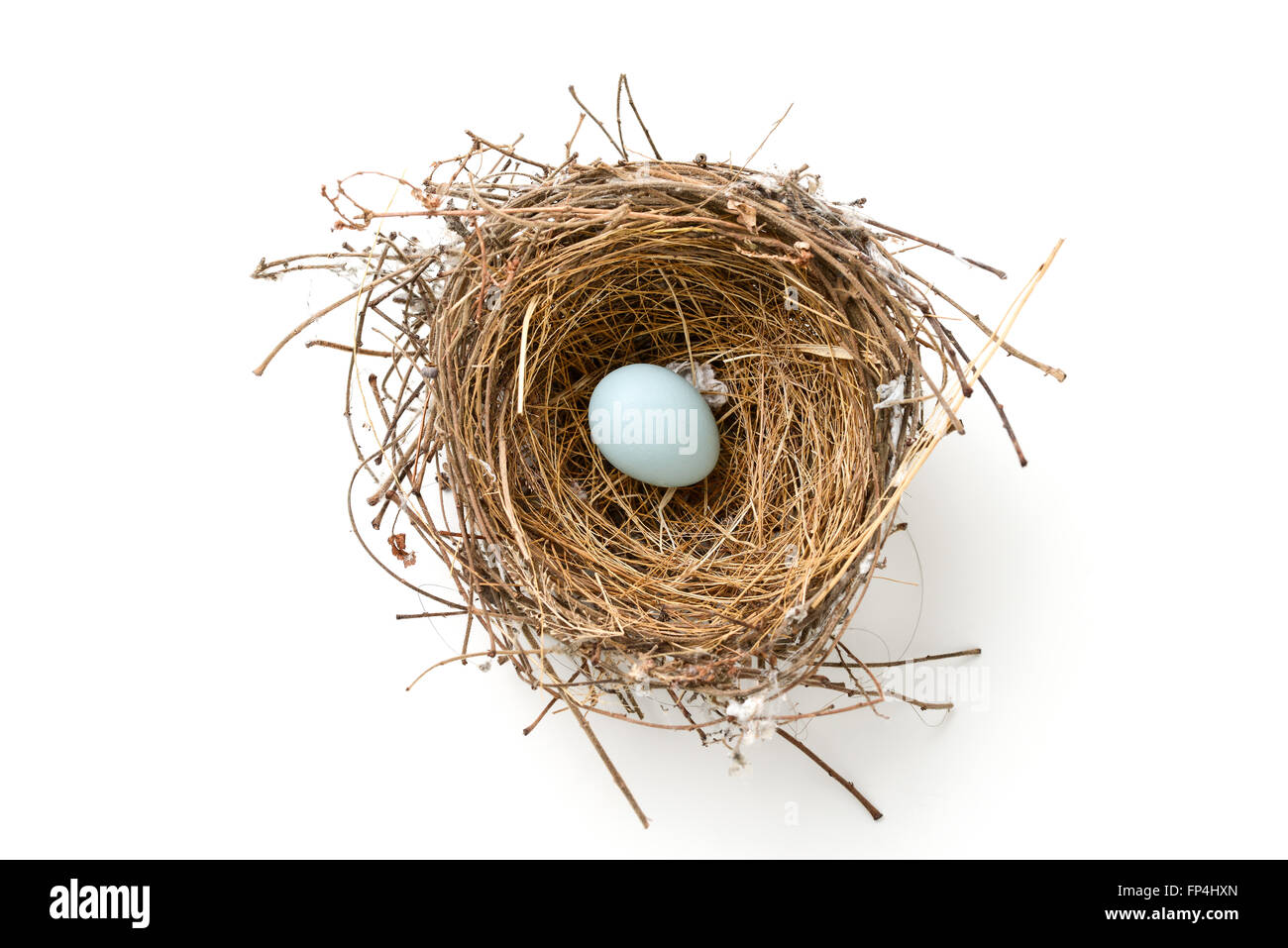 Bird young nest Cut Out Stock Images & Pictures - Alamy