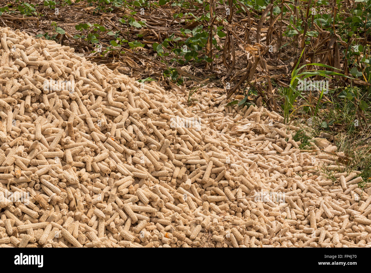 Pile dry corn cobs after harvesting, Thailand Stock Photo - Alamy
