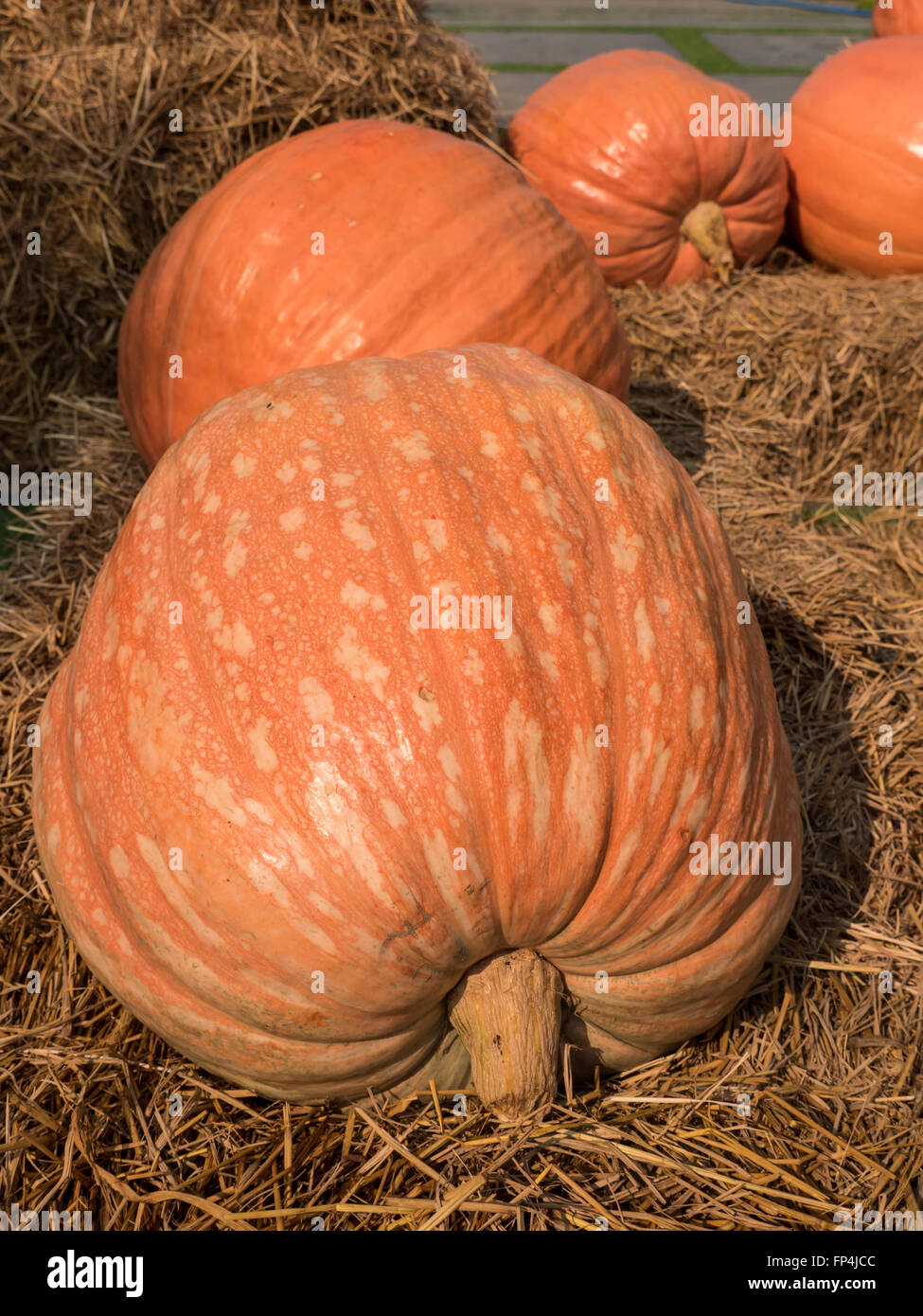 Giant pumpkin on straw placed in farm Stock Photo - Alamy