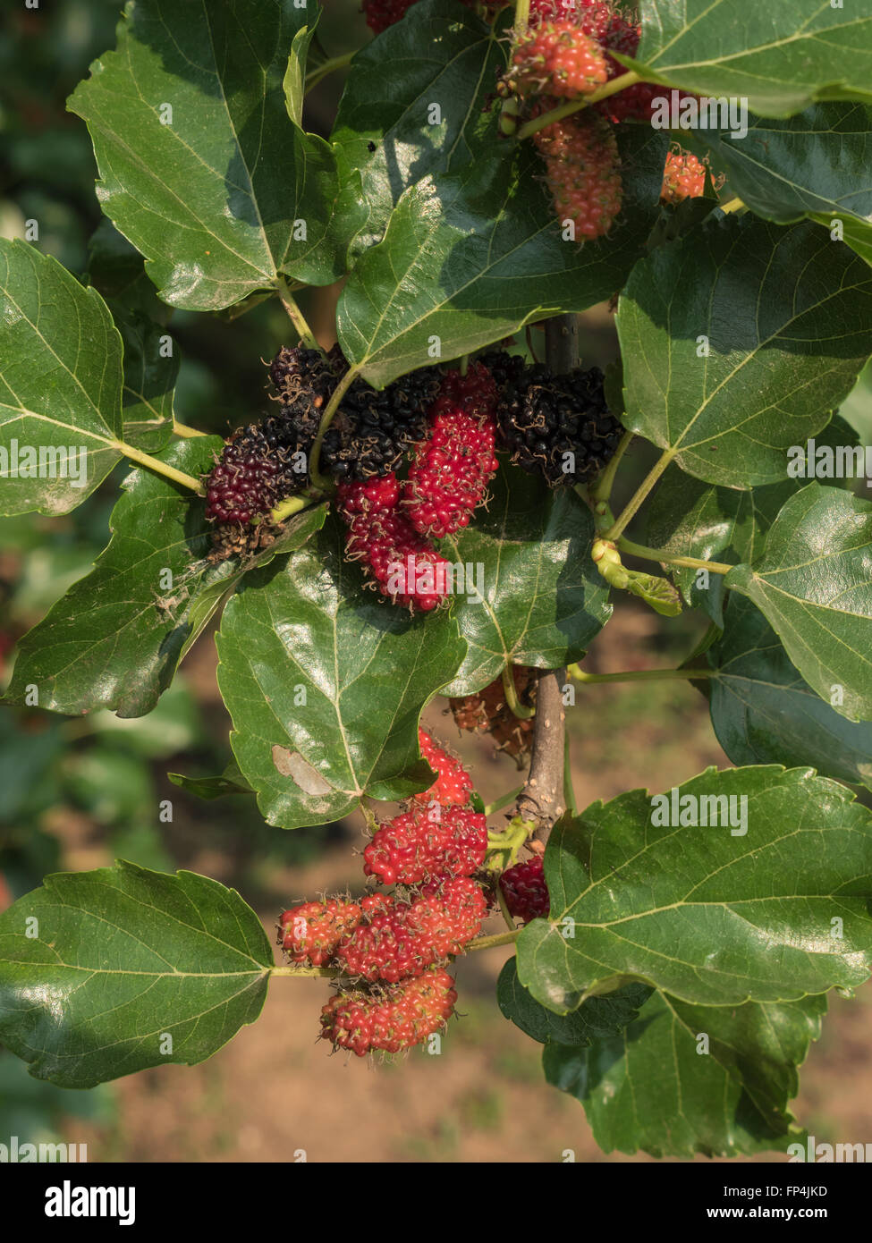 Red mulberry hi-res stock photography and images - Alamy