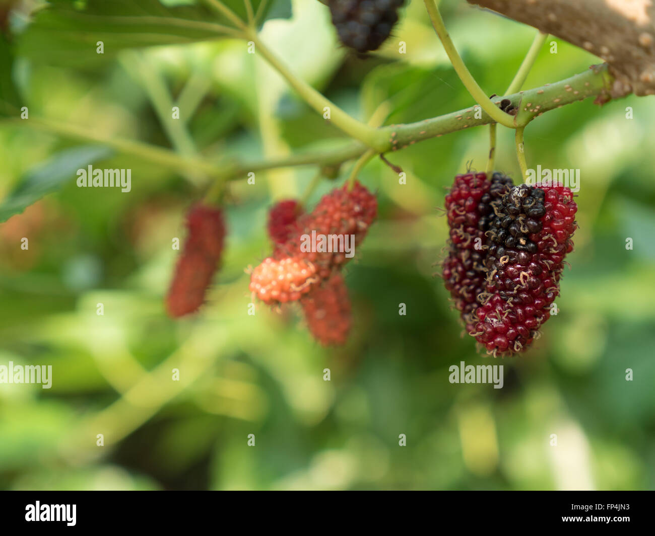 Red mulberry hi-res stock photography and images - Alamy