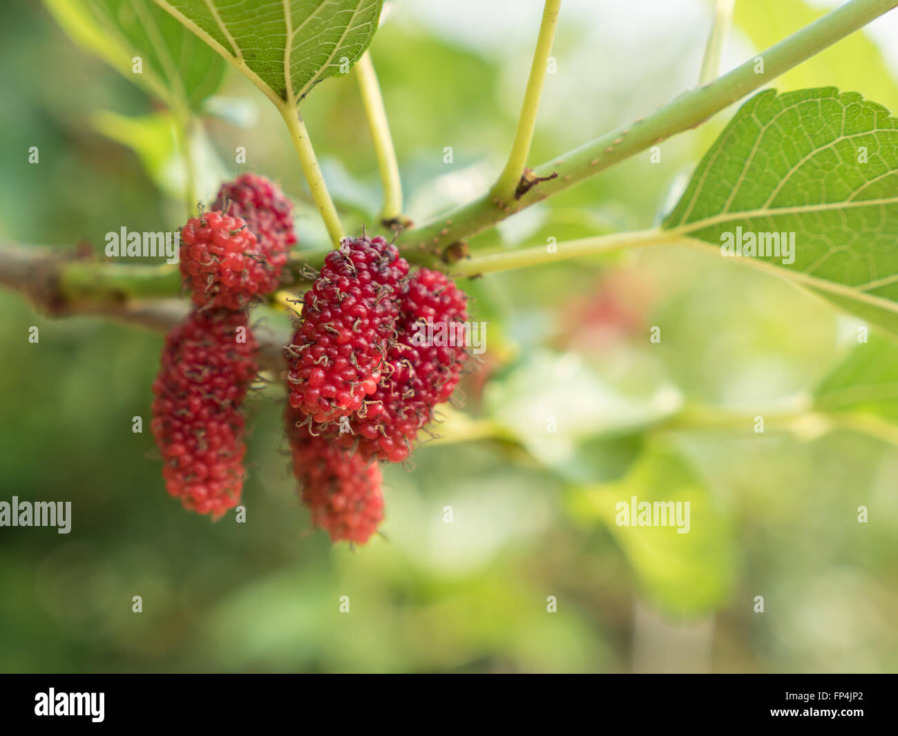 Mulberry hi-res stock photography and images - Alamy