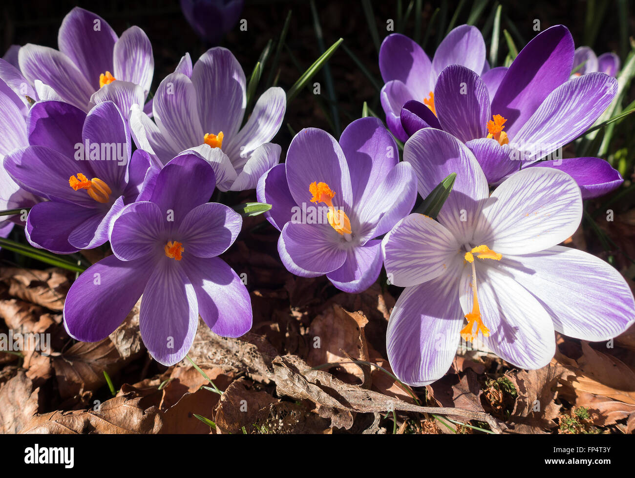 Blue crocus hi-res stock photography and images - Alamy
