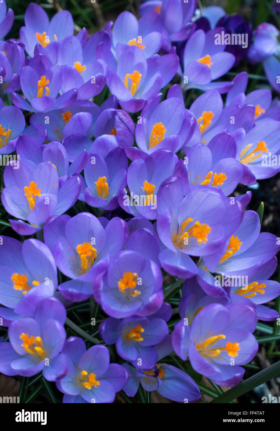 Blue crocus hi-res stock photography and images - Alamy