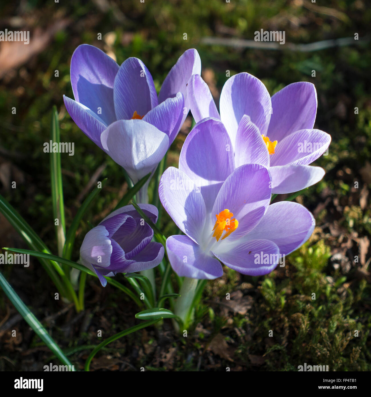 Blue crocus hi-res stock photography and images - Alamy