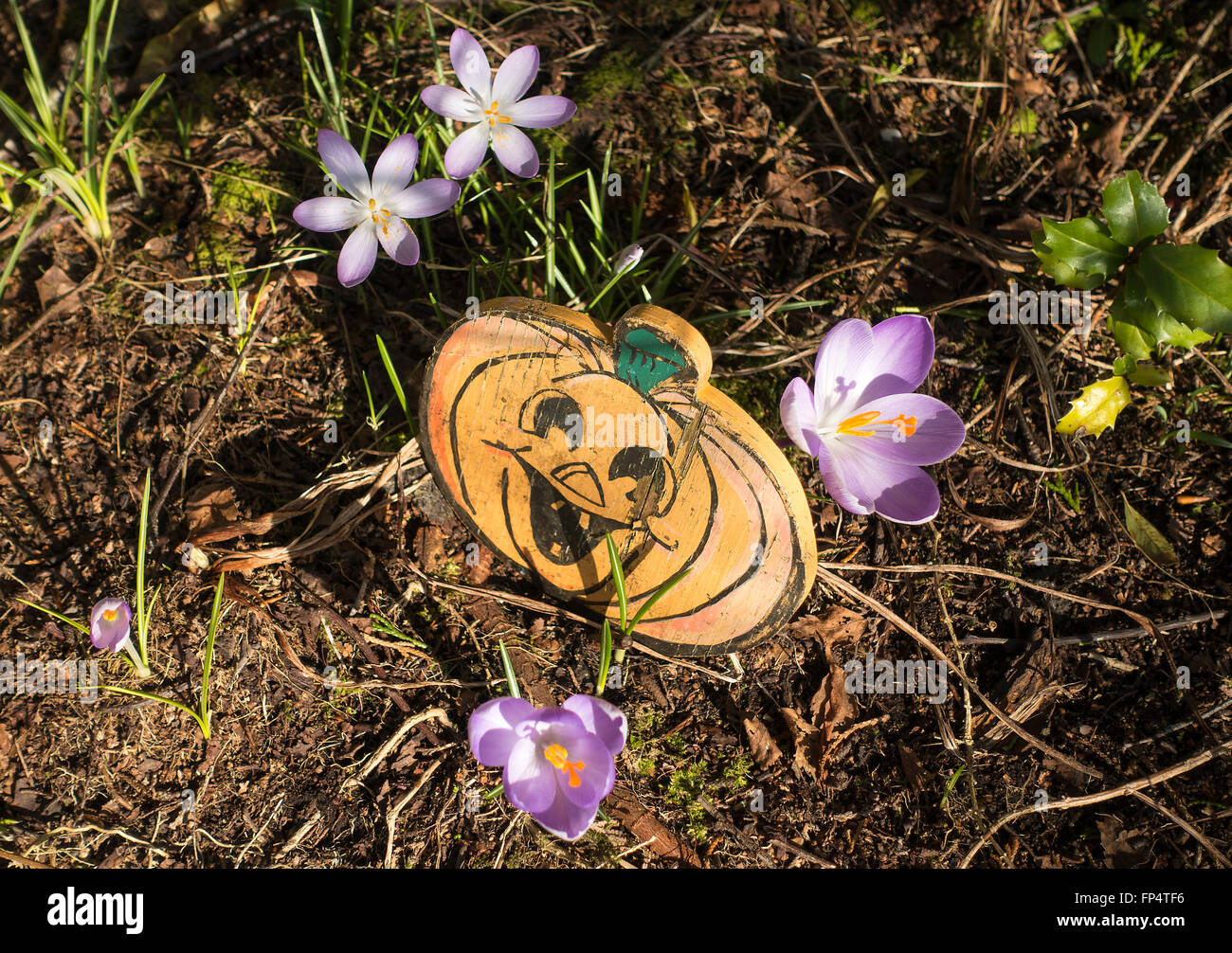 Purple Crocus Flowers Surround a Wooden Pumpkin Face in a Helensburgh ...