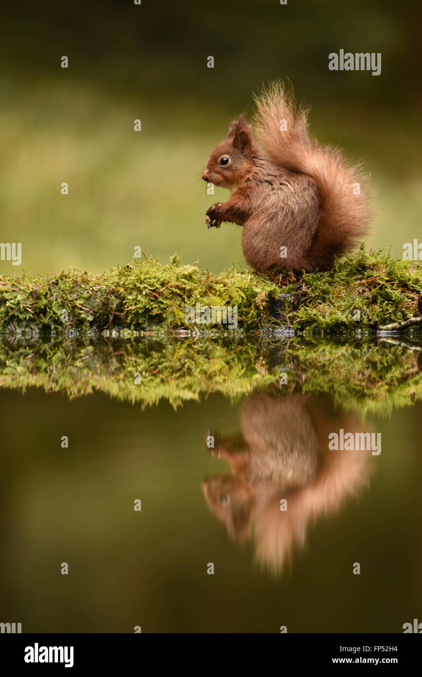 Red squirrel reflection hi-res stock photography and images - Alamy