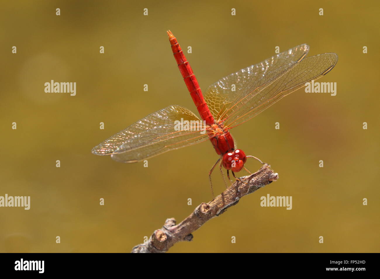 Scarlet percher dragonfly hi-res stock photography and images - Alamy