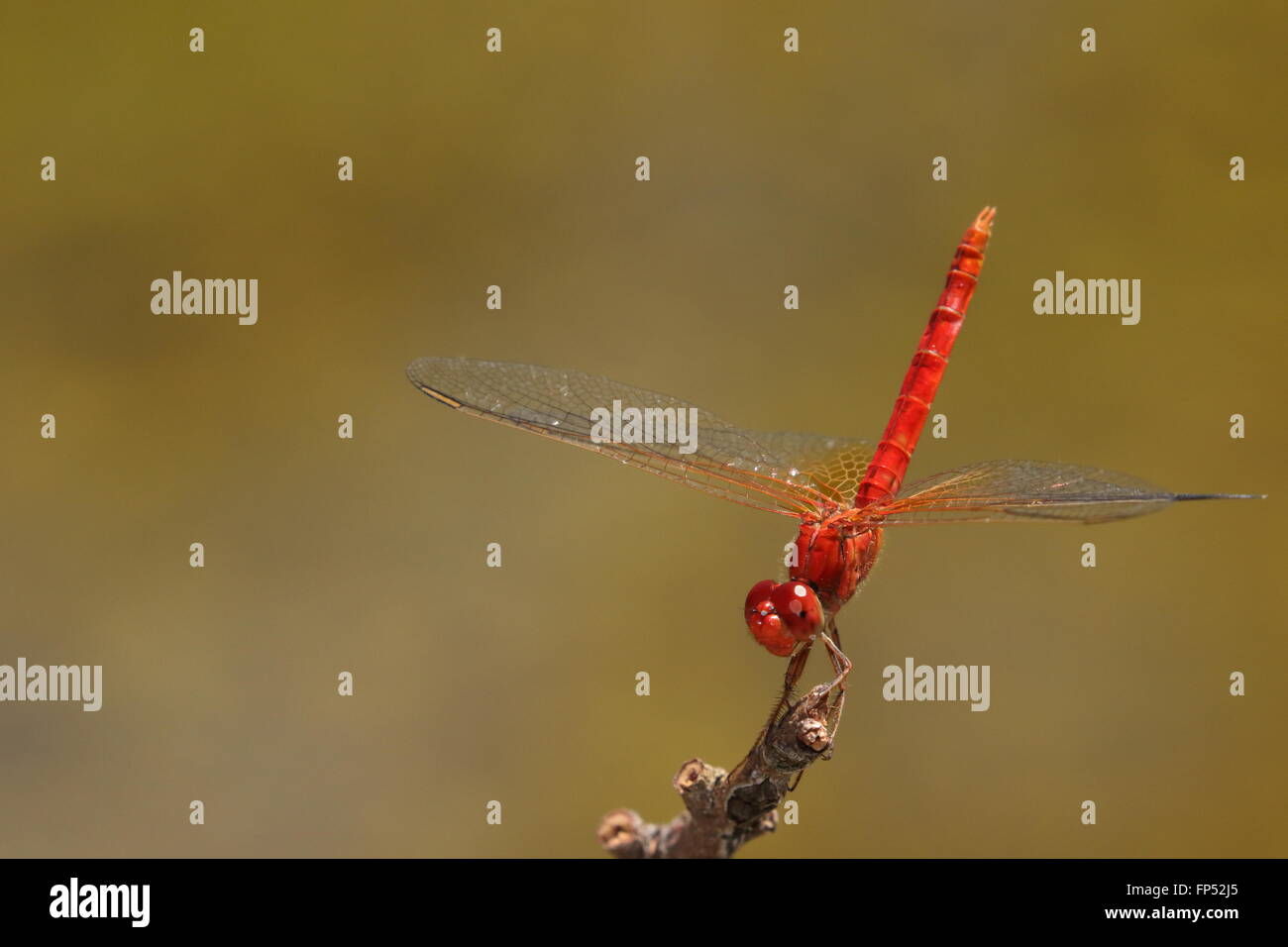 Scarlet percher dragonfly hi-res stock photography and images - Alamy