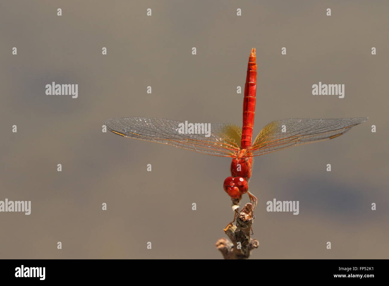Scarlet percher dragonfly hi-res stock photography and images - Alamy