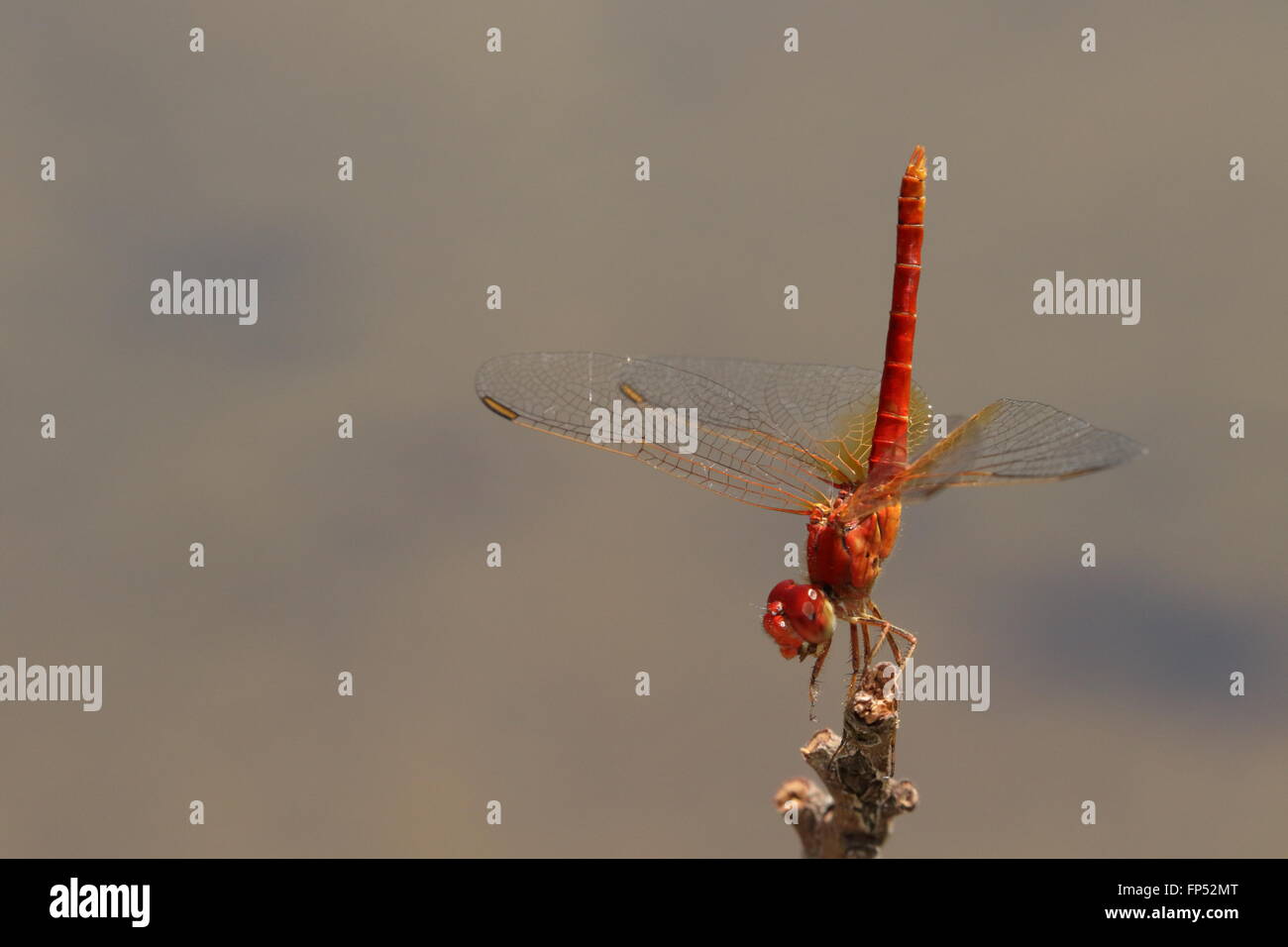 Scarlet percher dragonfly hi-res stock photography and images - Alamy