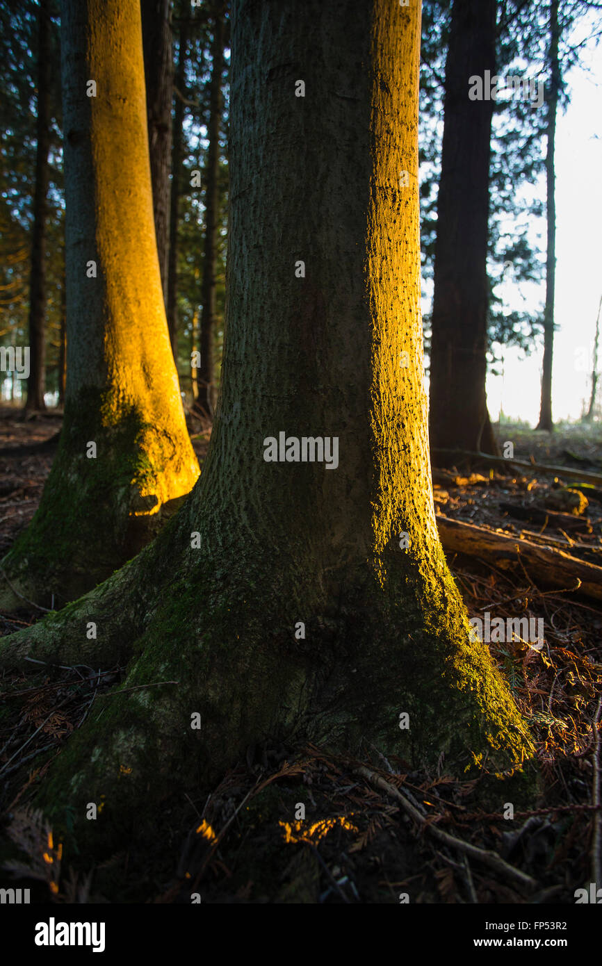 Tree trunks deep in the forest lit by the setting sun as it slants ...