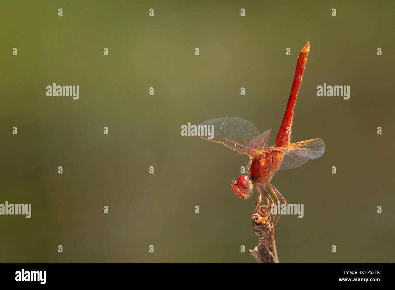 Scarlet percher dragonfly hi-res stock photography and images - Alamy