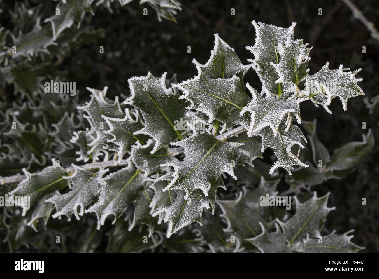 Holly bush covered in red berries hi-res stock photography and images ...