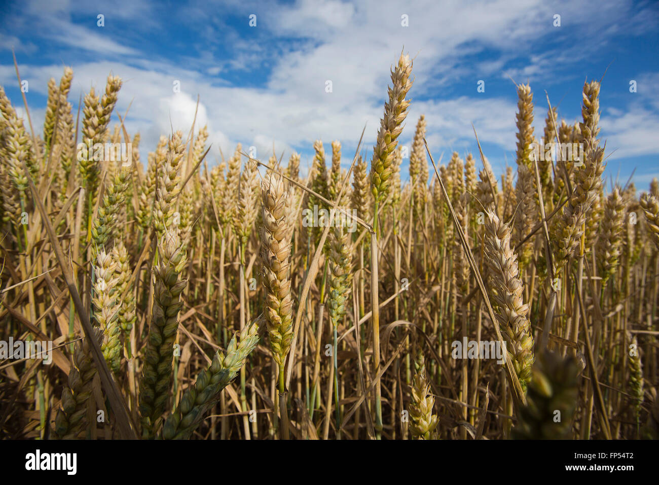 Corn field zoom hi-res stock photography and images - Alamy