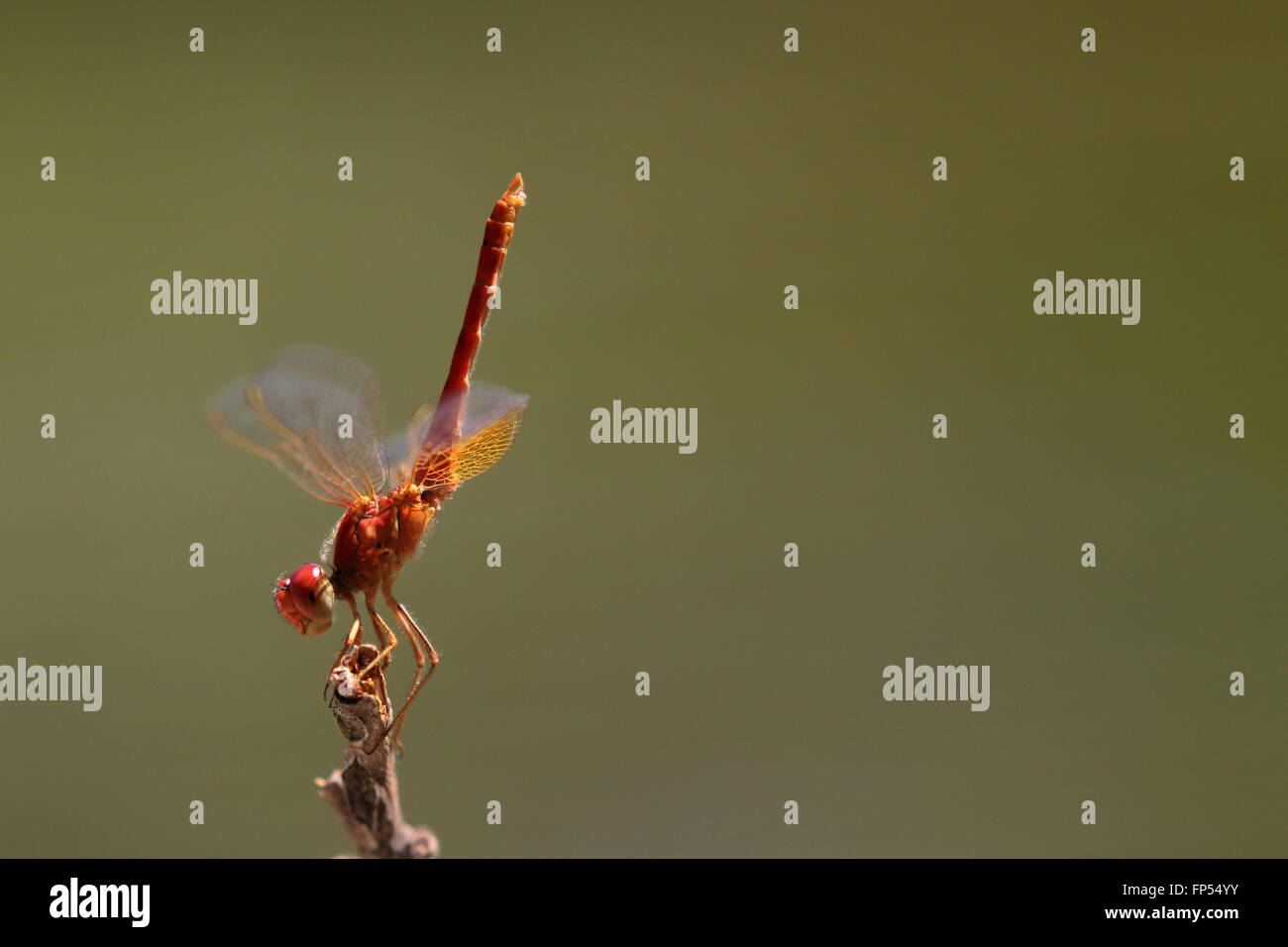 Scarlet percher dragonfly hi-res stock photography and images - Alamy