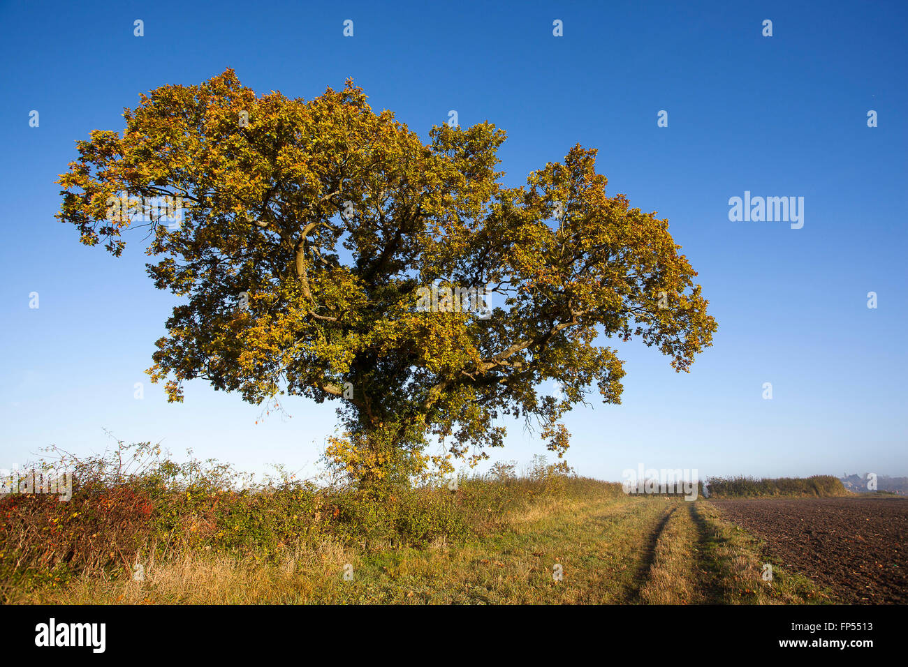 A strong old oak tree standing in a field coloured with the shades of ...