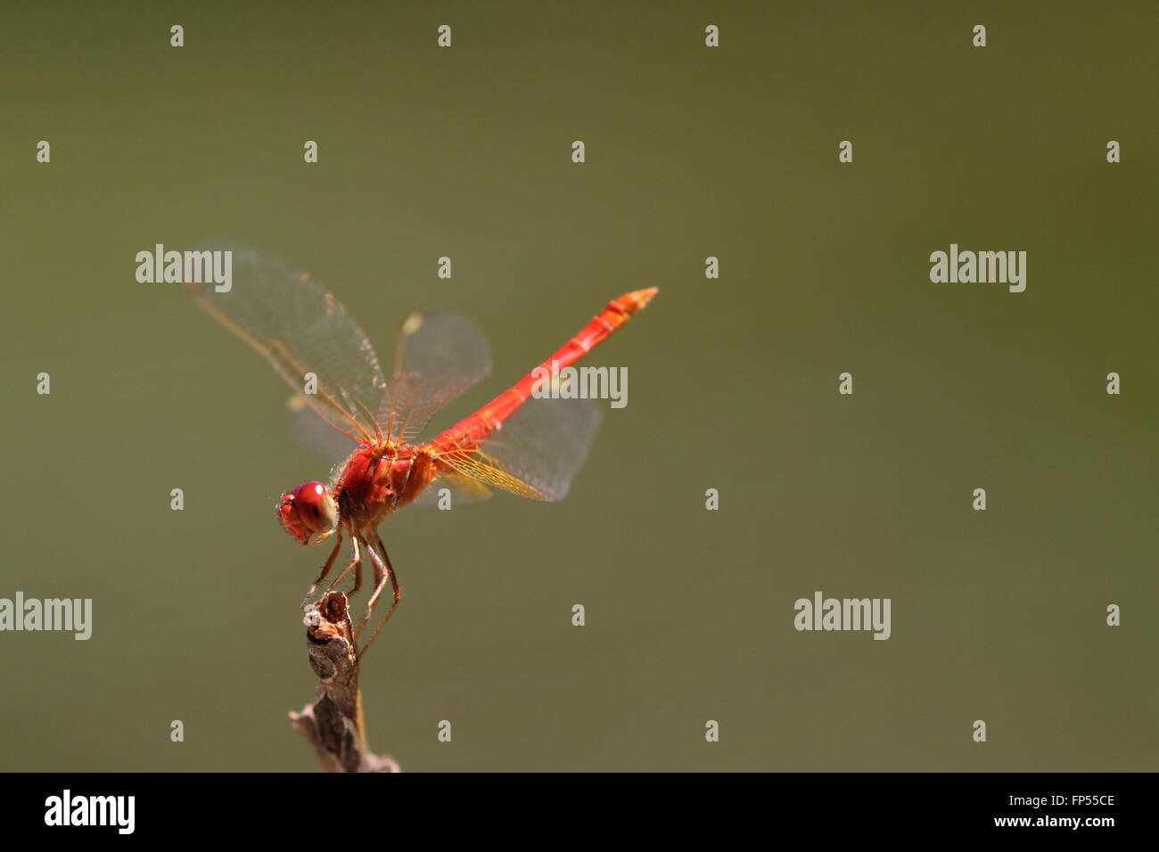 Scarlet percher dragonfly hi-res stock photography and images - Alamy