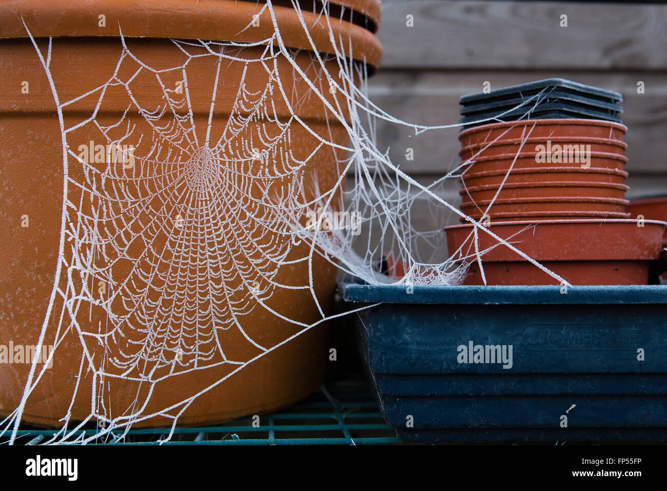 Frost covered spider webs on an allotment covering old plastic pots by ...