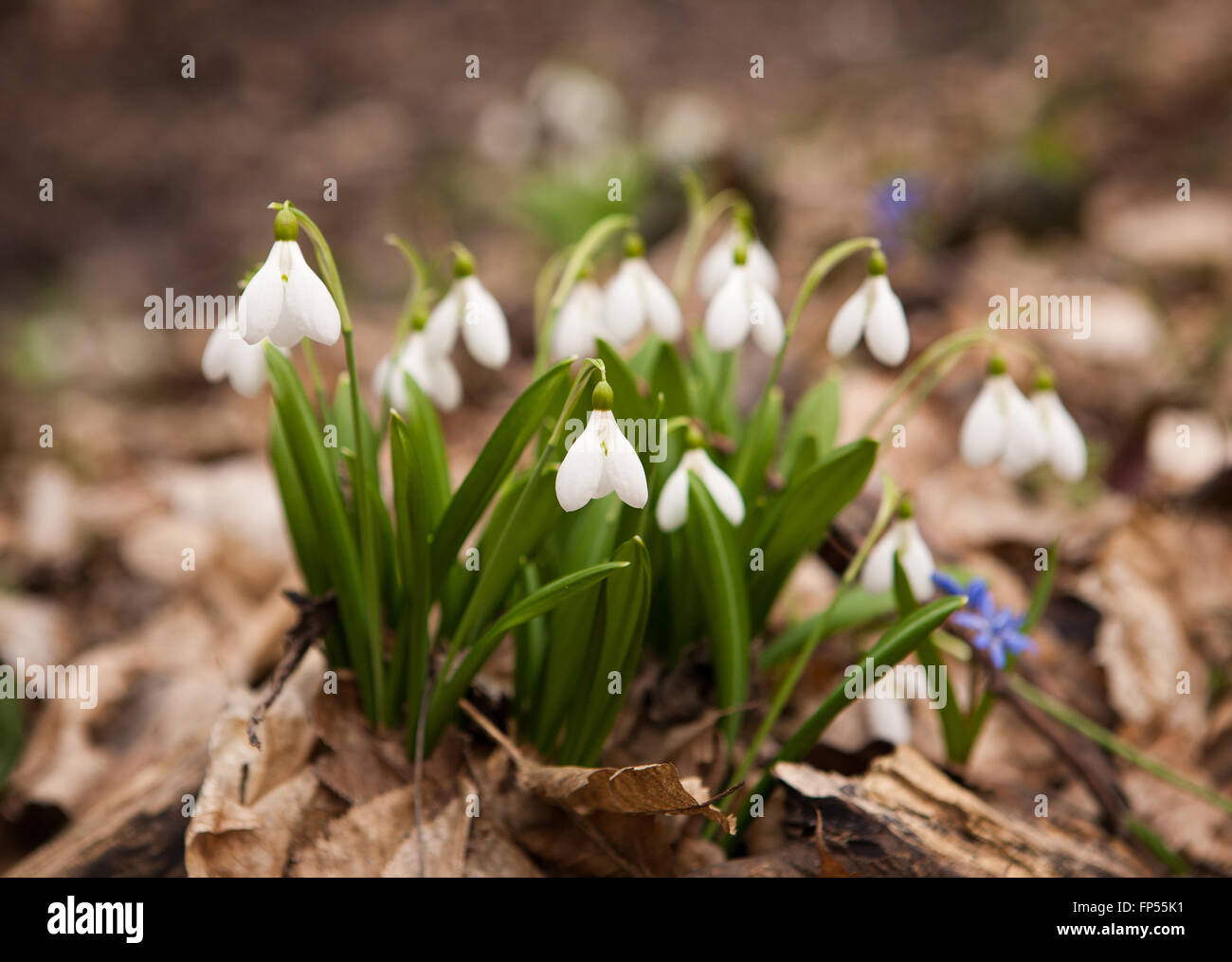 The first spring flower - snowdrop (Galanthus nivalis Stock Photo - Alamy