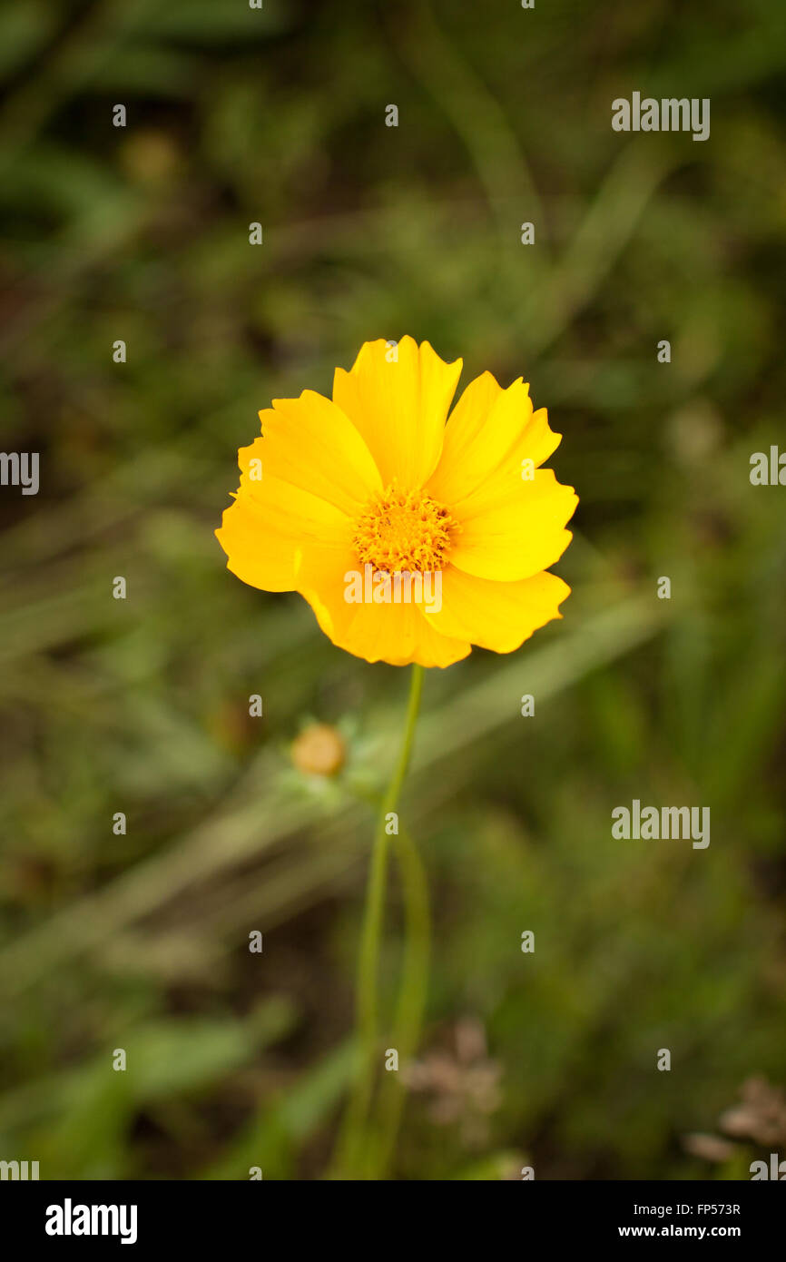 Floral Arrangement, a single flower, beautiful Stock Photo - Alamy