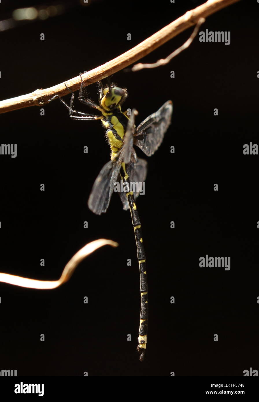 Black yellow dragonfly hi-res stock photography and images - Alamy