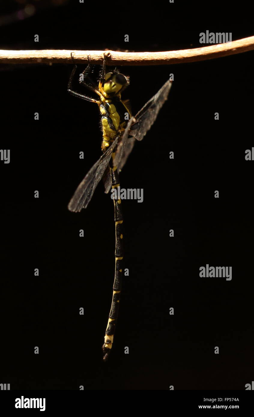 Yellow-tipped Tigertail dragonfly Stock Photo - Alamy