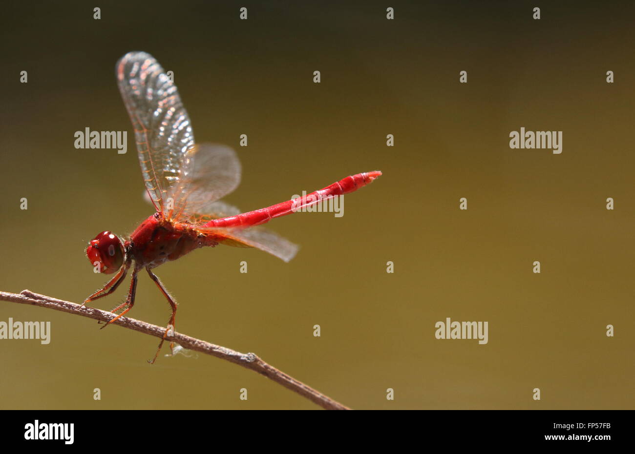 Scarlet percher dragonfly hi-res stock photography and images - Alamy