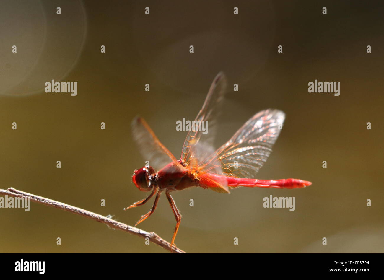 Scarlet percher dragonfly hi-res stock photography and images - Alamy