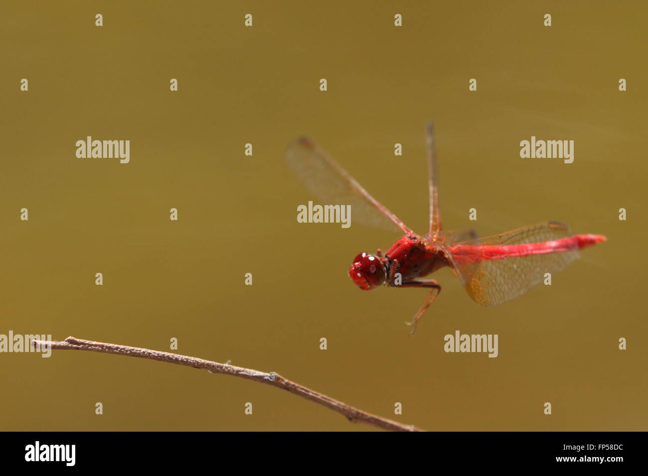 Scarlet percher dragonfly hi-res stock photography and images - Alamy