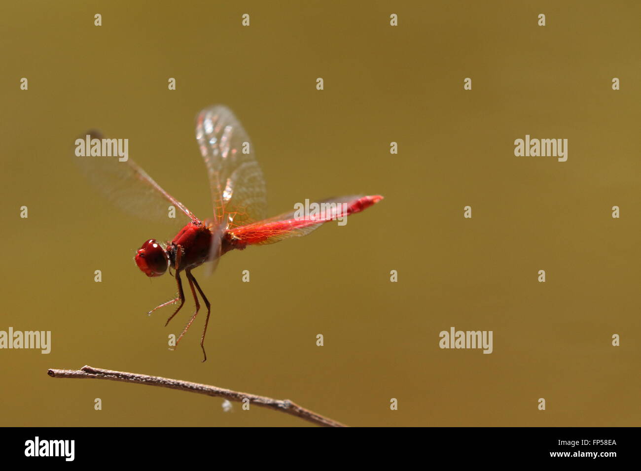 Scarlet percher dragonfly hi-res stock photography and images - Alamy