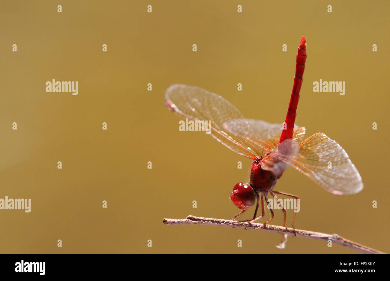 Scarlet percher dragonfly hi-res stock photography and images - Alamy