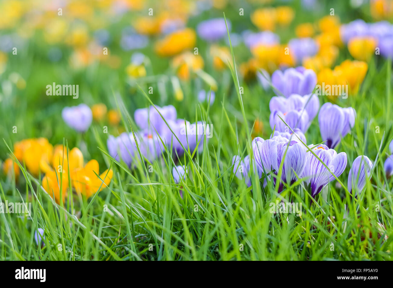colorful crocuses flowerbed Stock Photo - Alamy