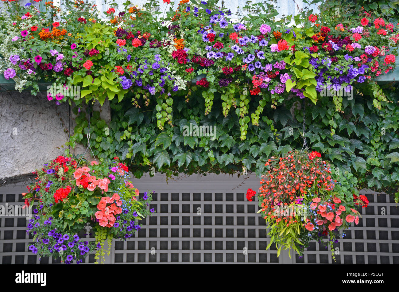 Beautiful hanging baskets filled with a variety of flowers Stock Photo ...