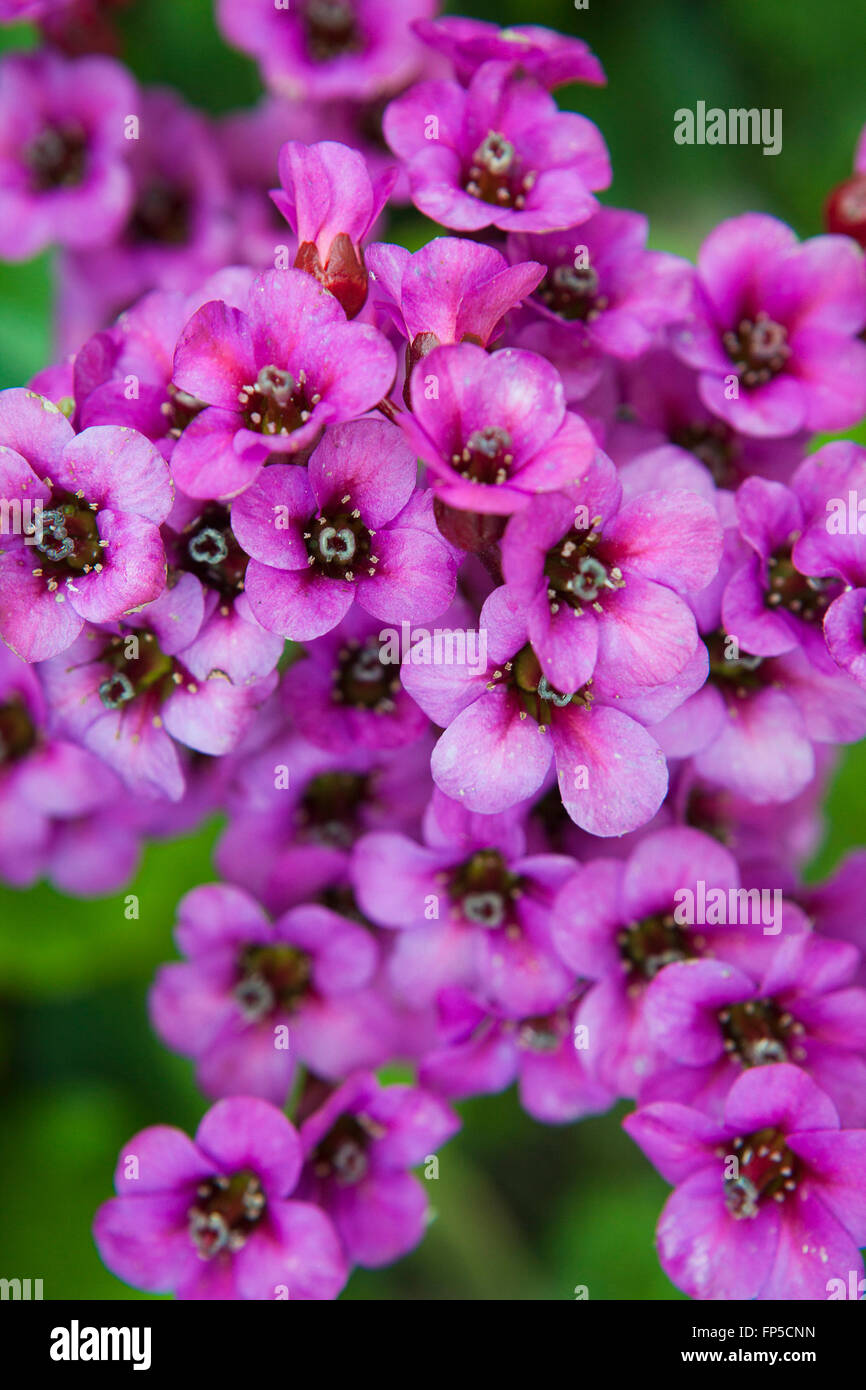 Bunch of purple flower blooms Stock Photo - Alamy