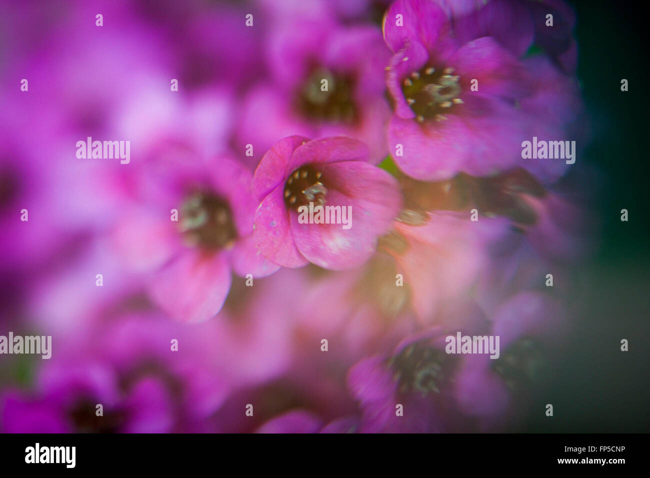 Deep flower hi-res stock photography and images - Alamy
