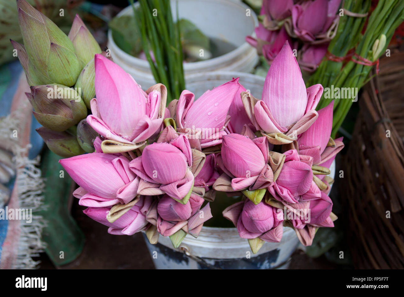 Floral Arrangement, a single flower, beautiful Stock Photo - Alamy