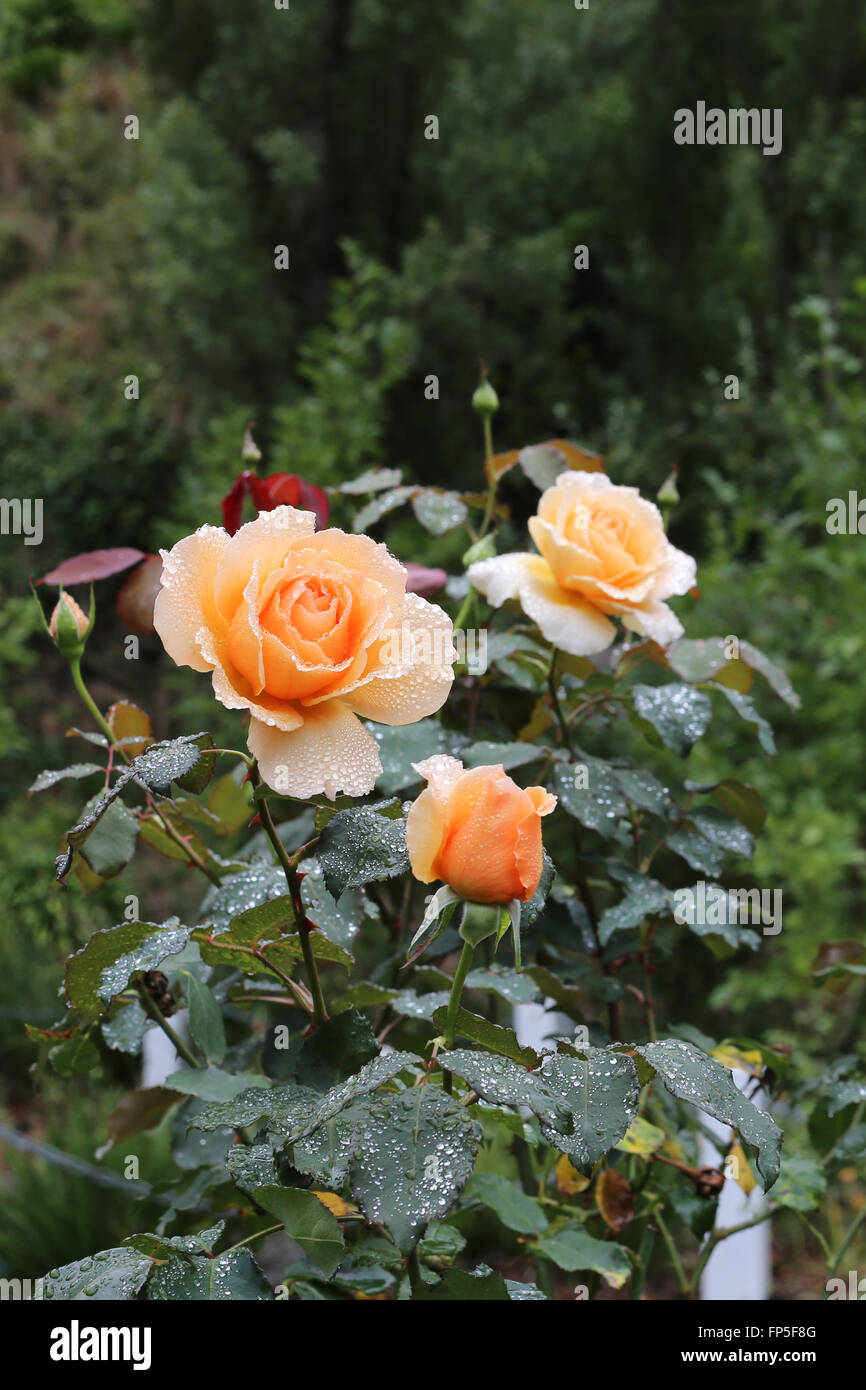 Floral Arrangement, a single flower, beautiful Stock Photo - Alamy